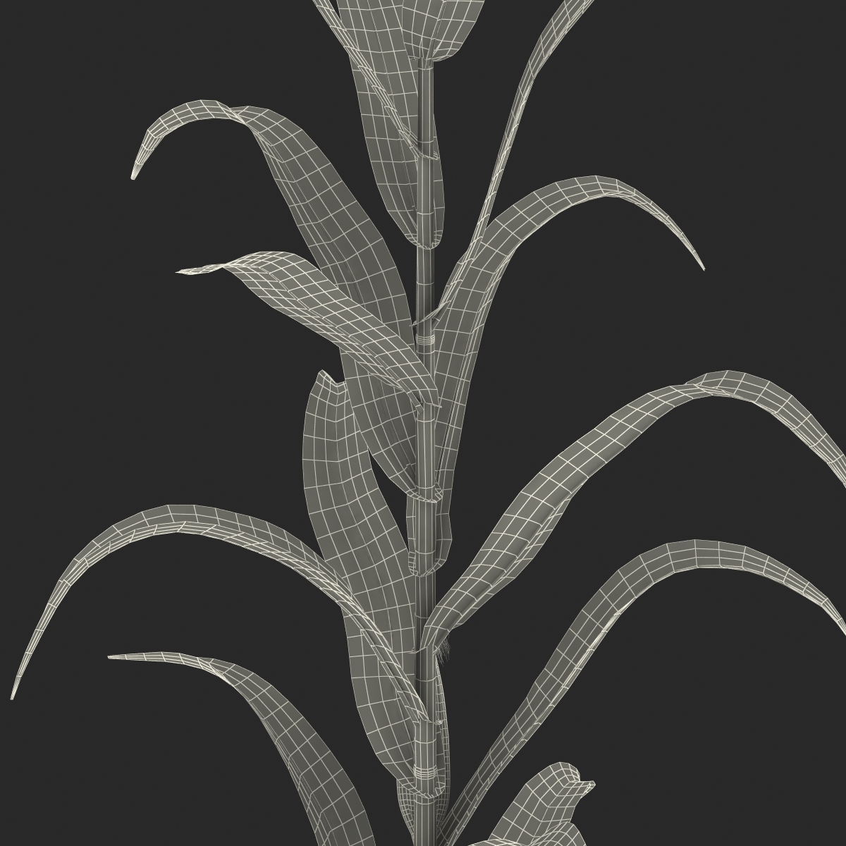 corn plant 3d model