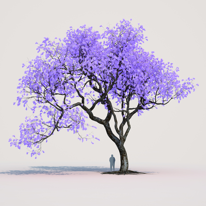modelo 3d JACARANDA MIMOSIFOLIA 3 - TurboSquid 1009619