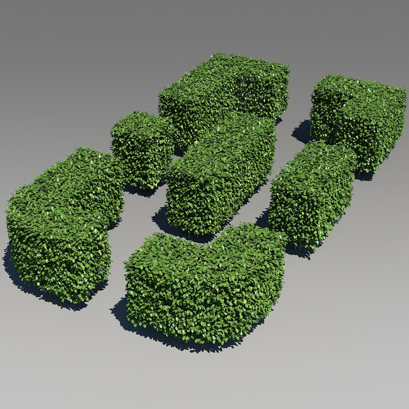 hedge bushes 3d model
