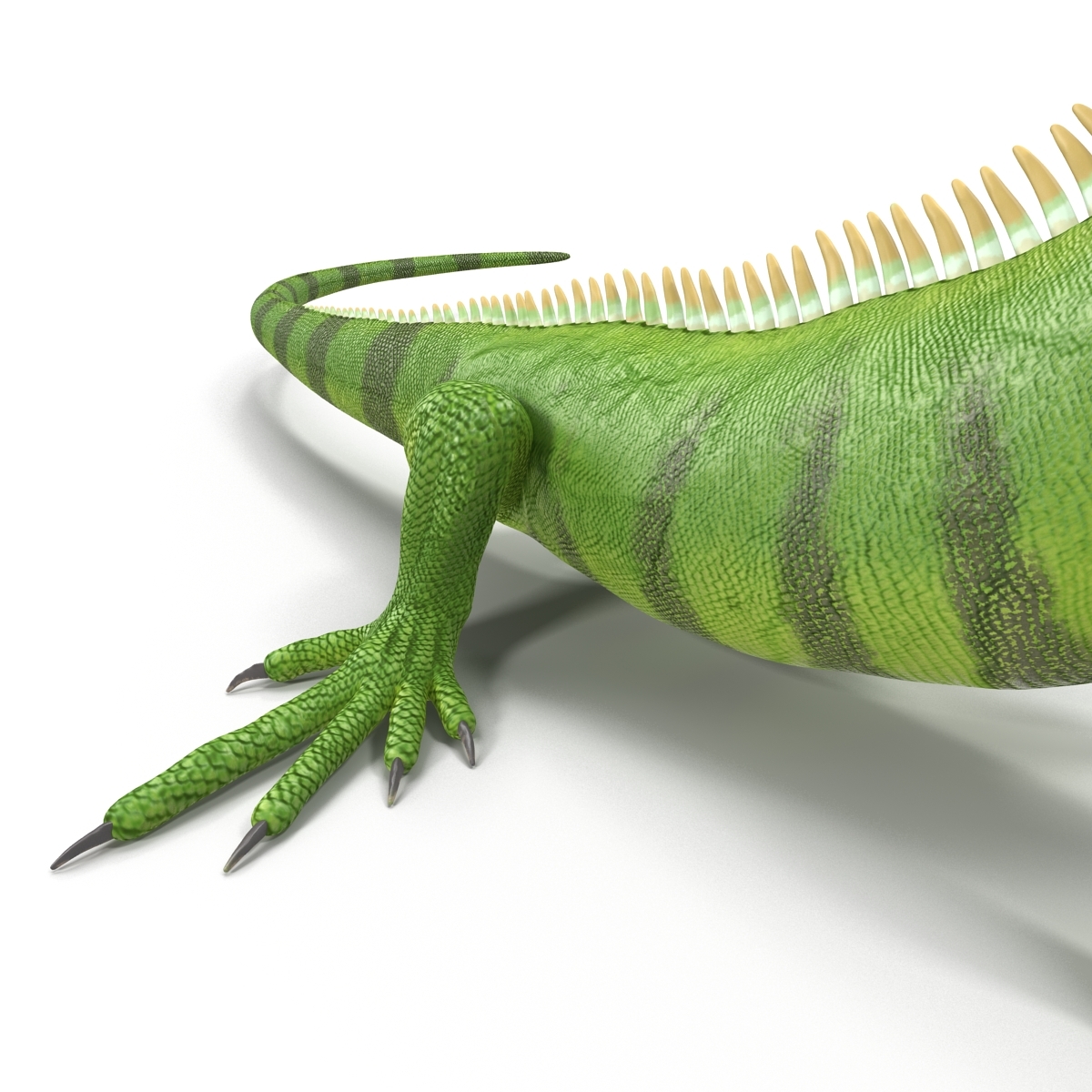 green iguana pose 3 3d model