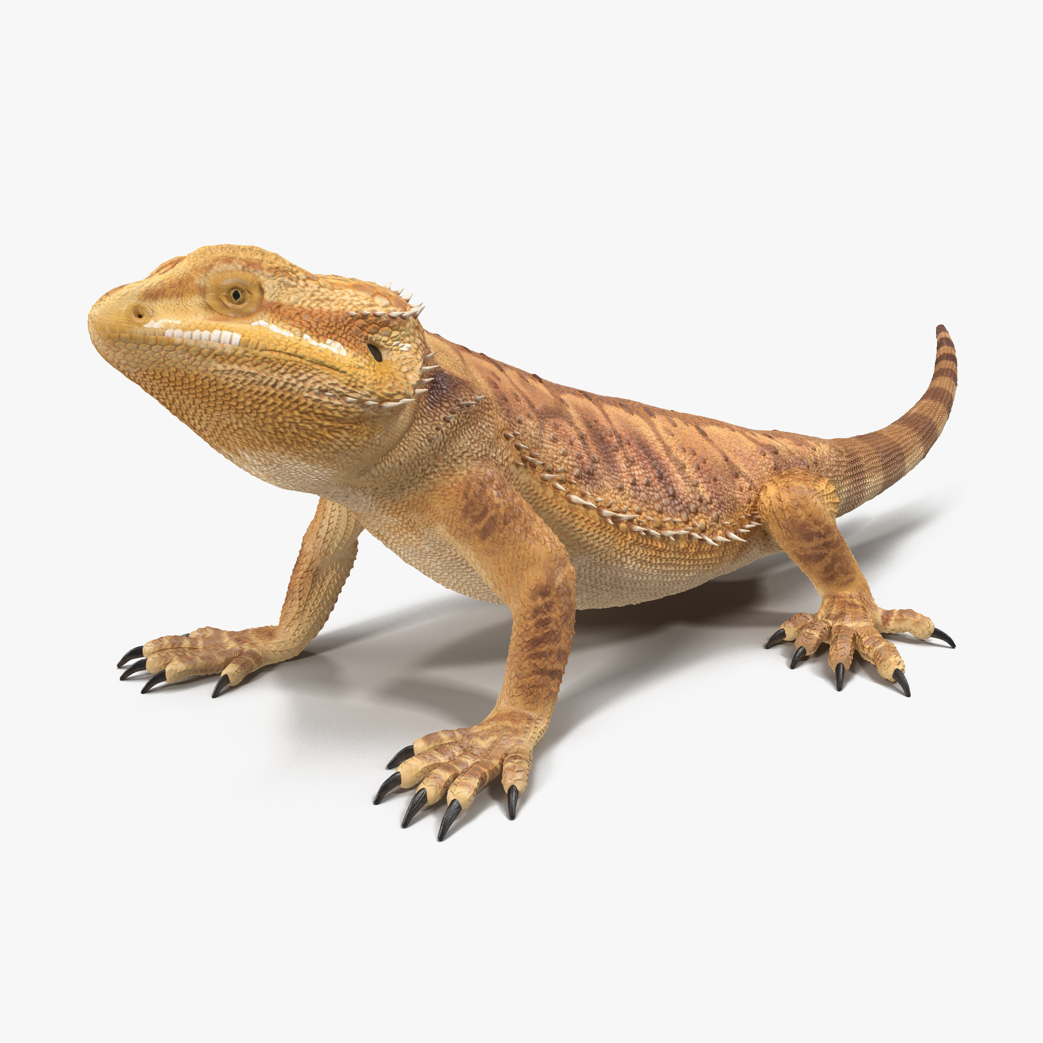 obj bearded dragon pose 2