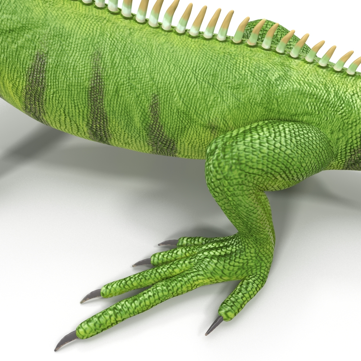 3d model green iguana pose 2