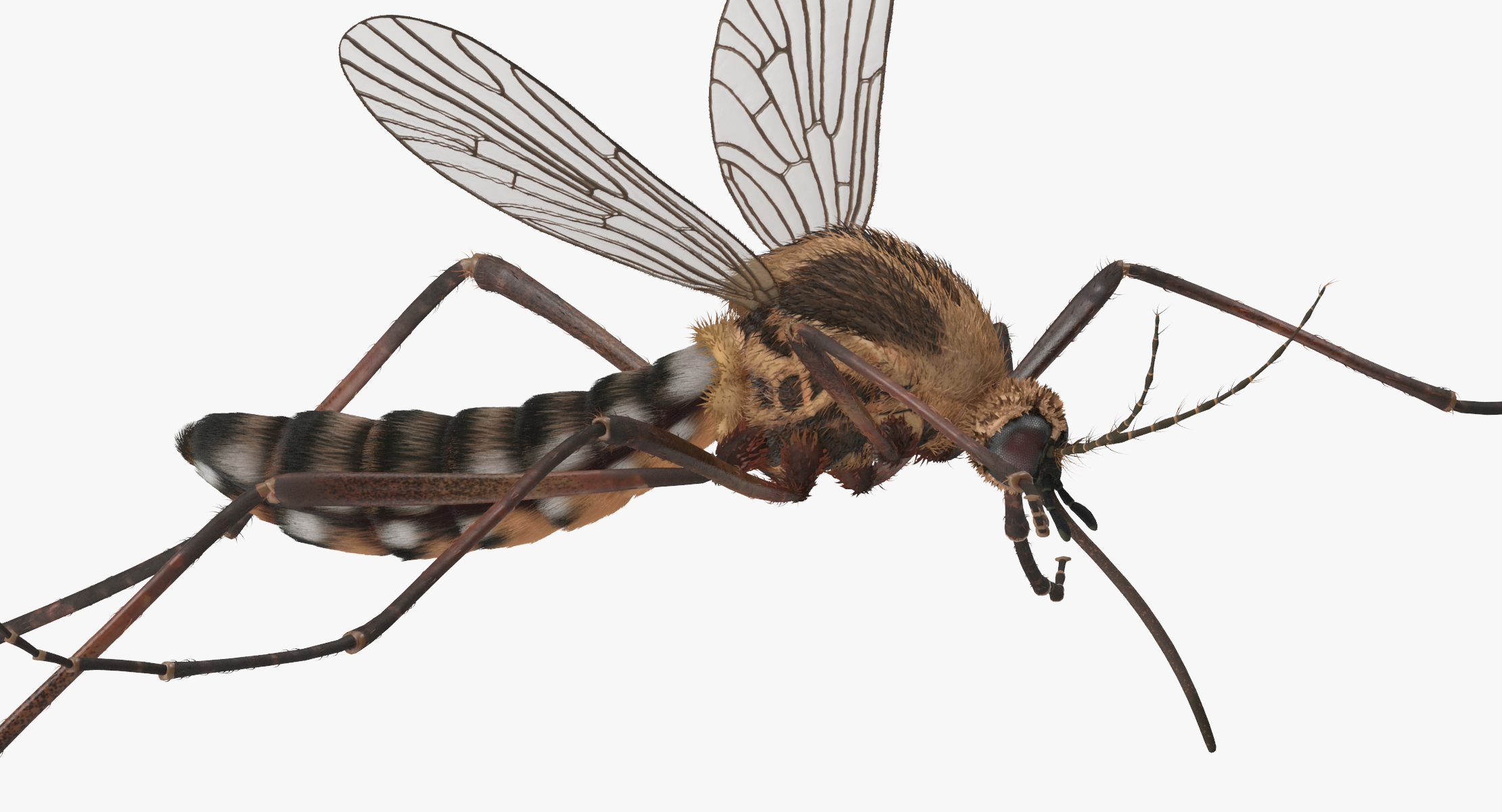 flying mosquito 3d model