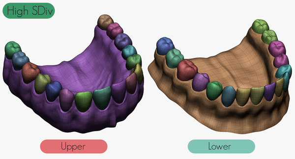 3d teeth base mesh zbrush