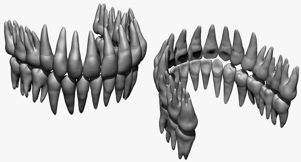 3d teeth base mesh zbrush