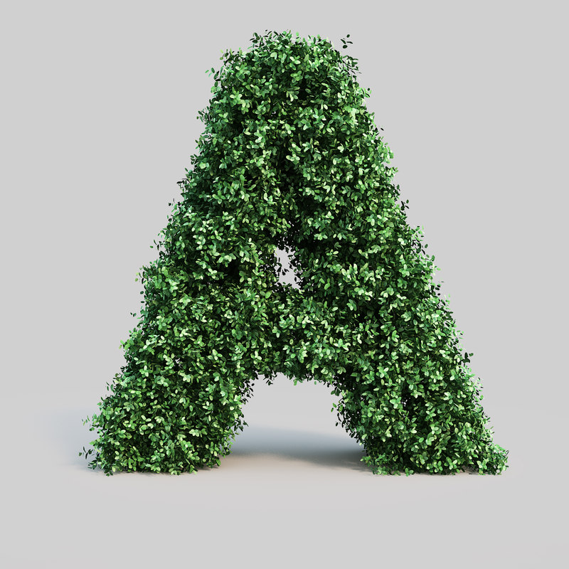 alphabet buxus max