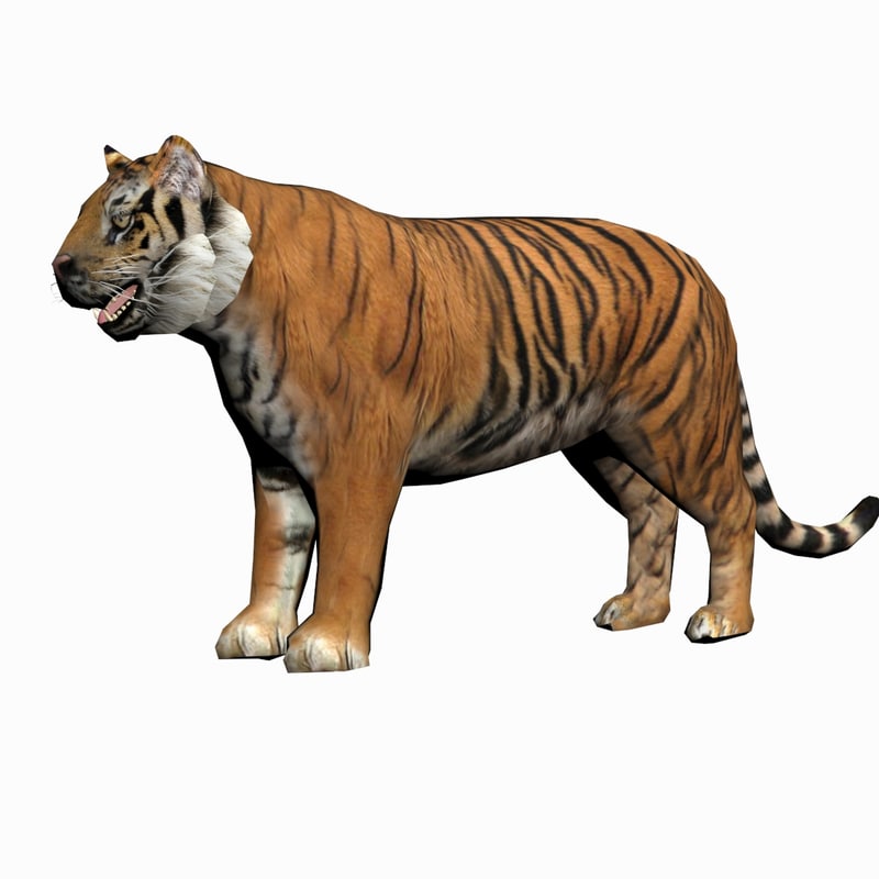 tiger max