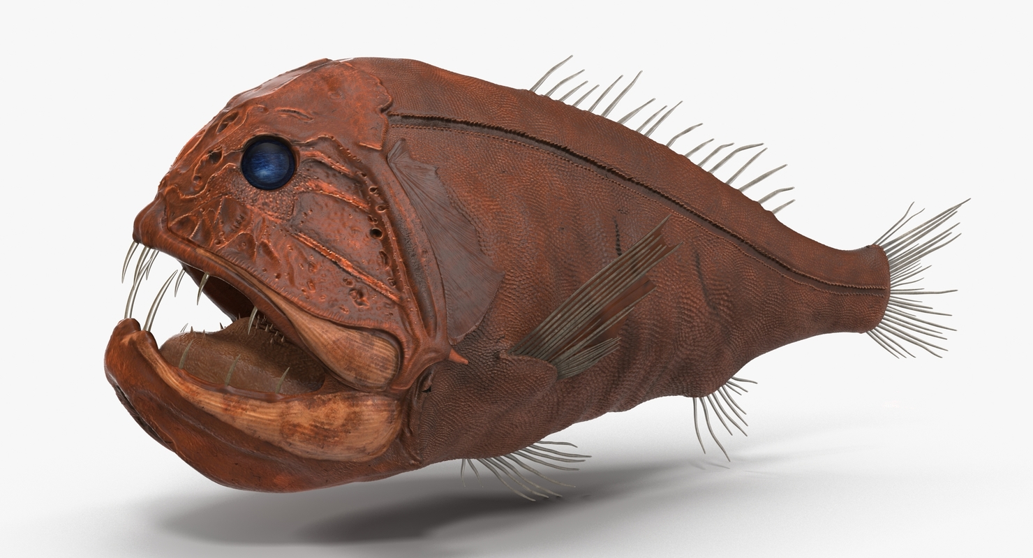 3d model of fangtooth fish