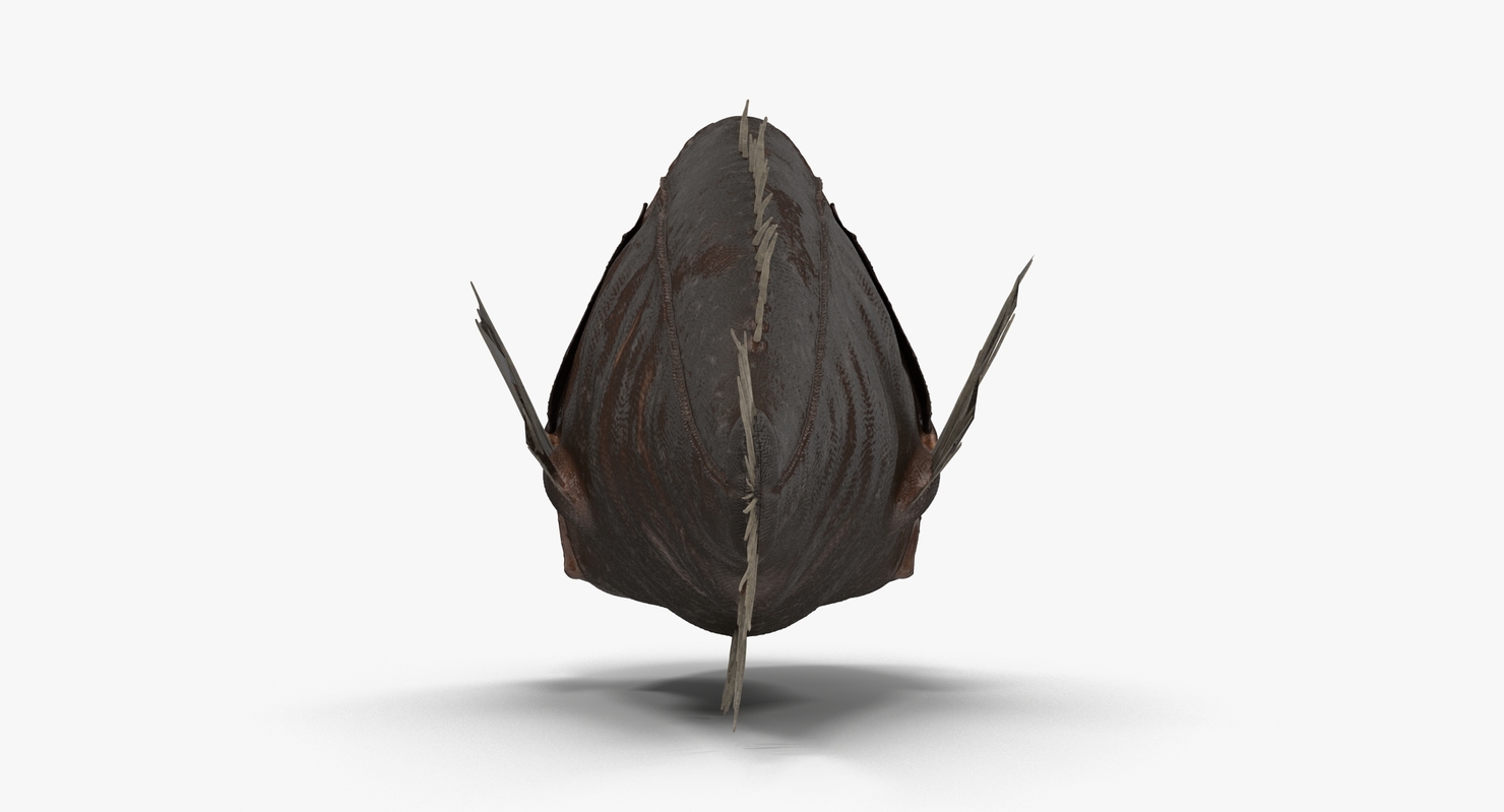 3d model of fangtooth fish