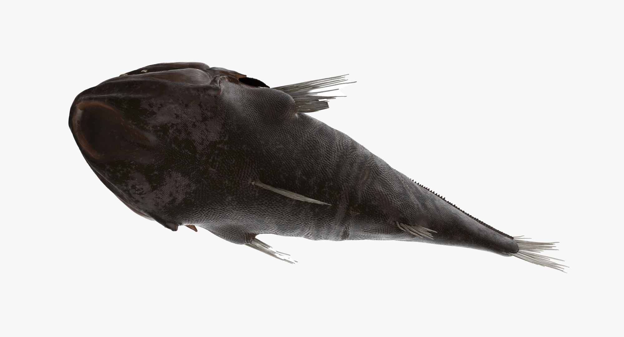 3d model of fangtooth fish