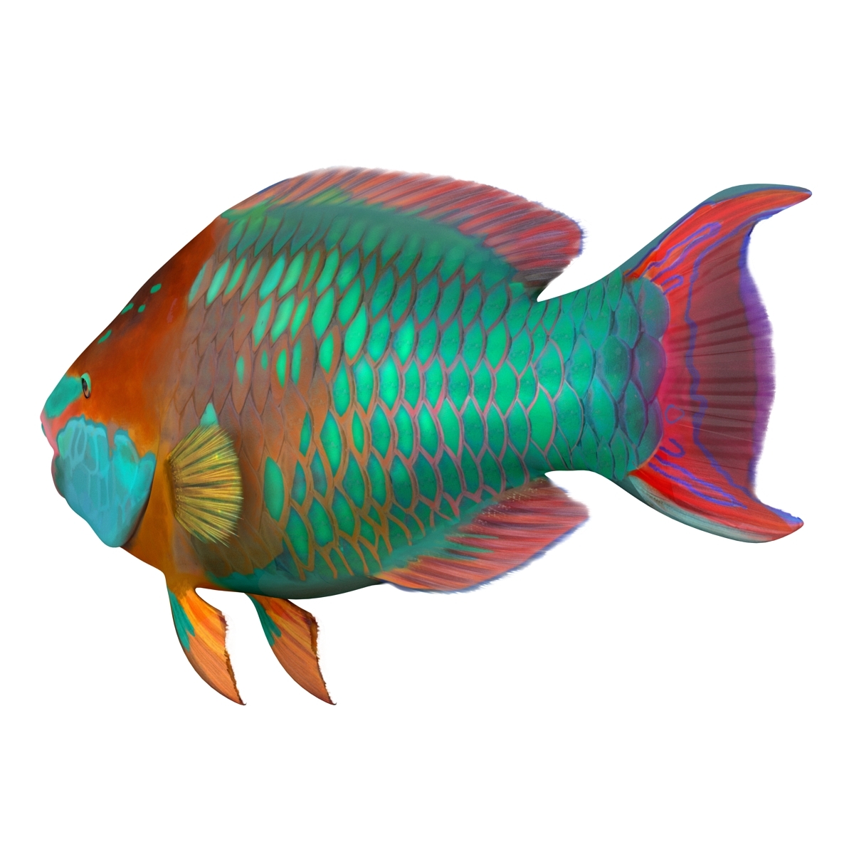 rainbow parrot fish max