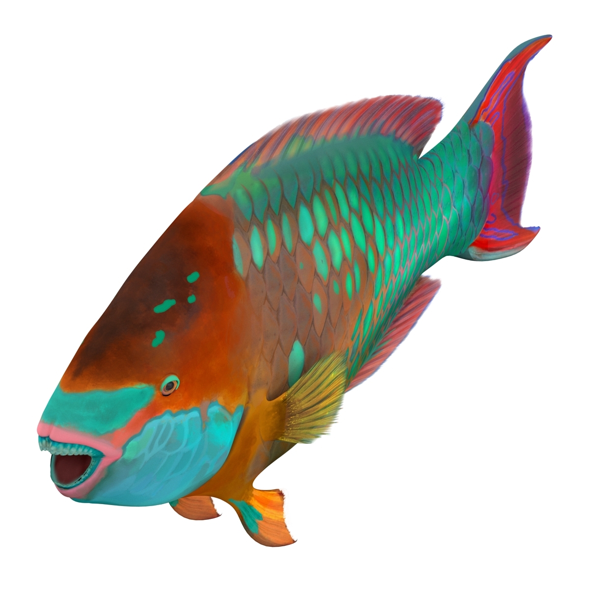 rainbow parrot fish max