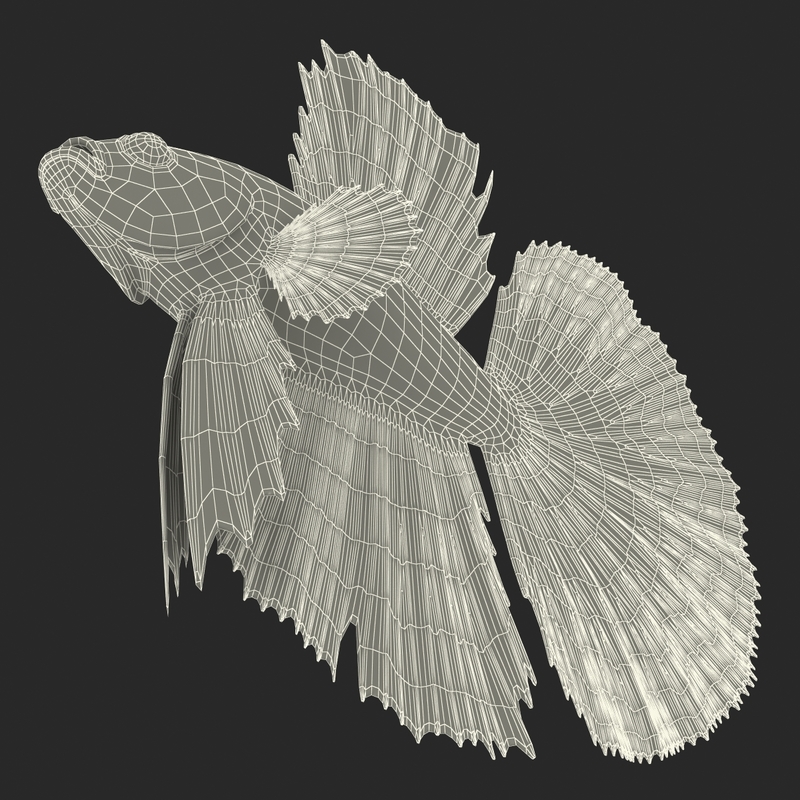 3d model betta fish