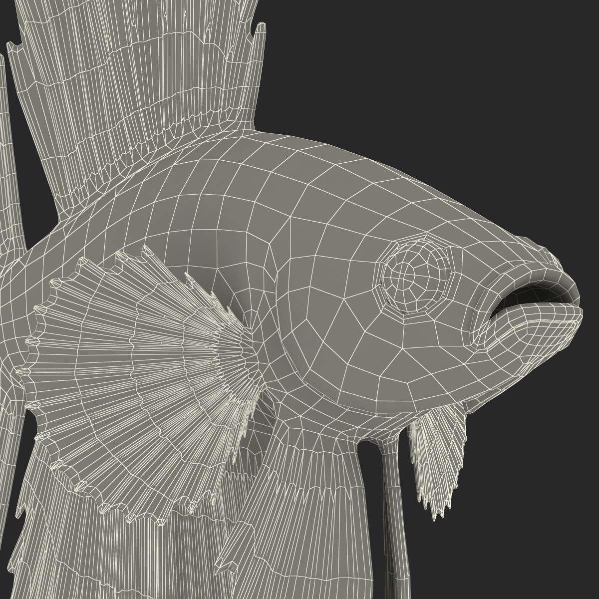 3d model betta fish