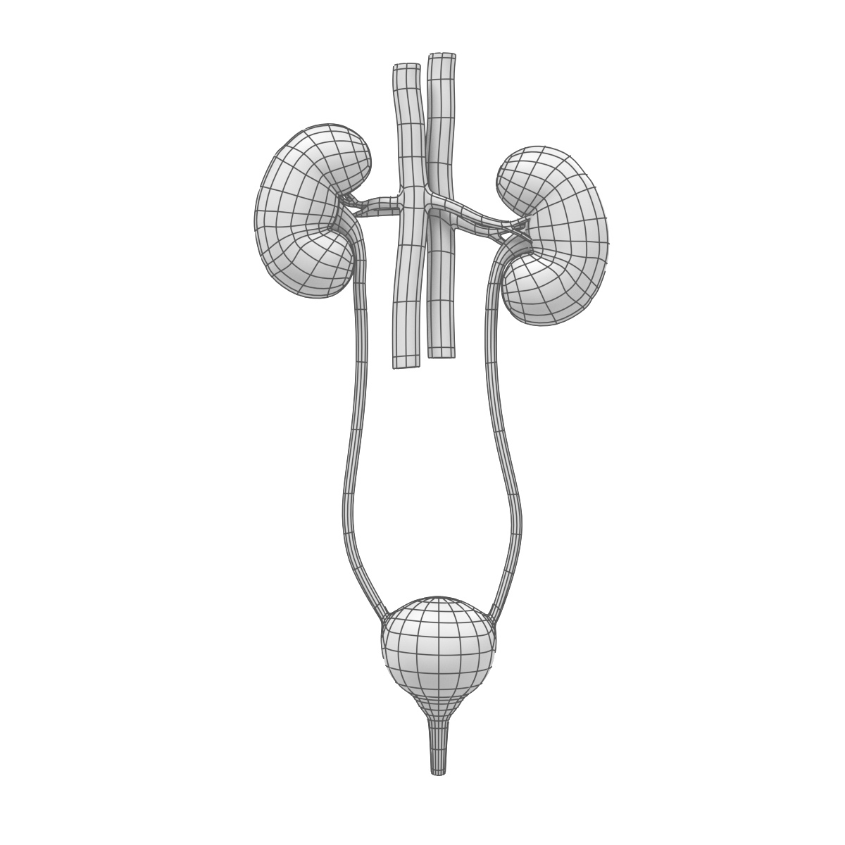 3d urinary section model