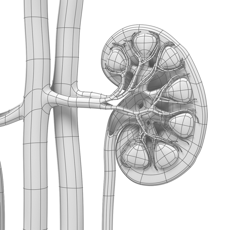 3d urinary section model