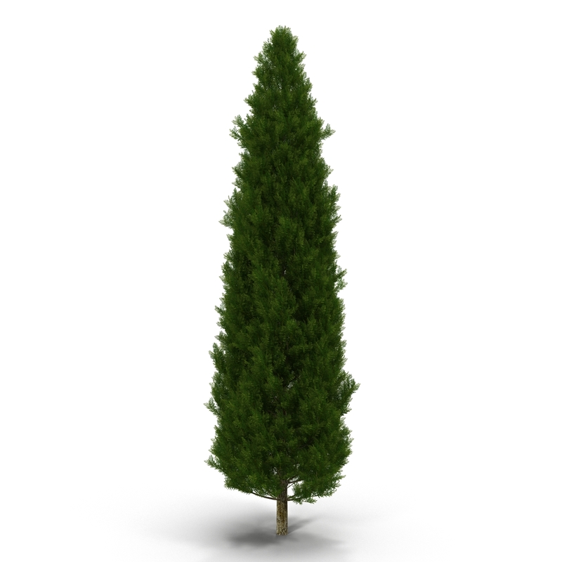 3d cypress tree