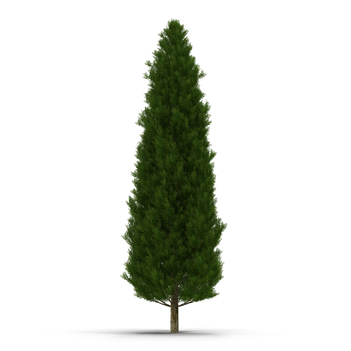 3d cypress tree