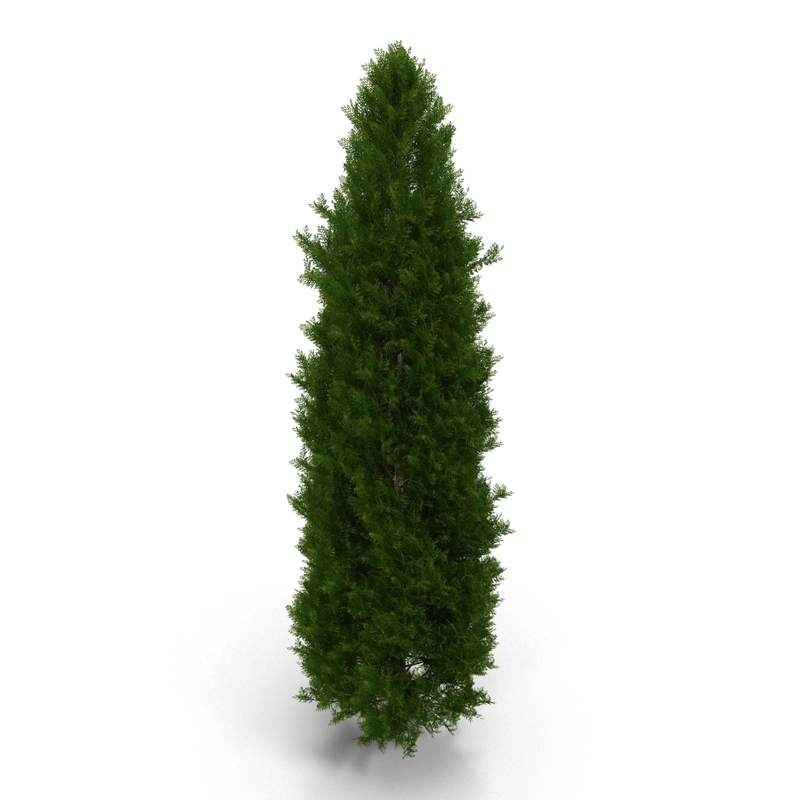 3d cypress tree