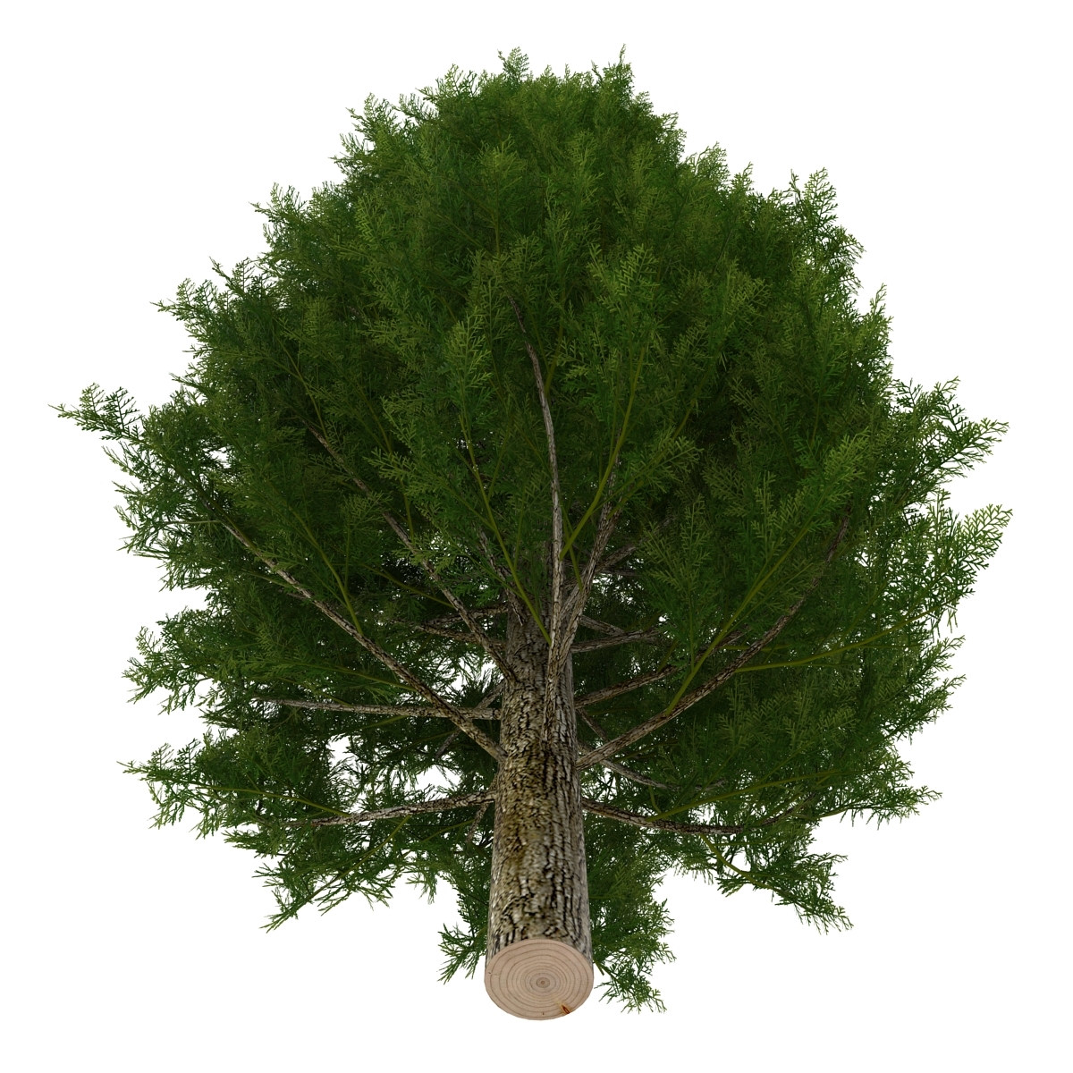 3d cypress tree