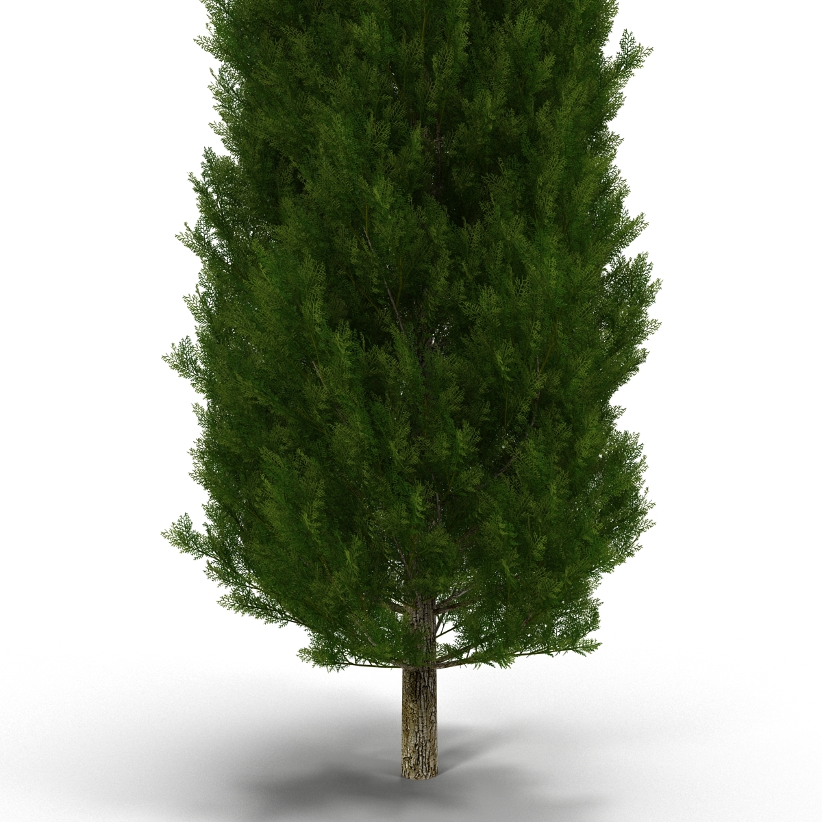 3d cypress tree
