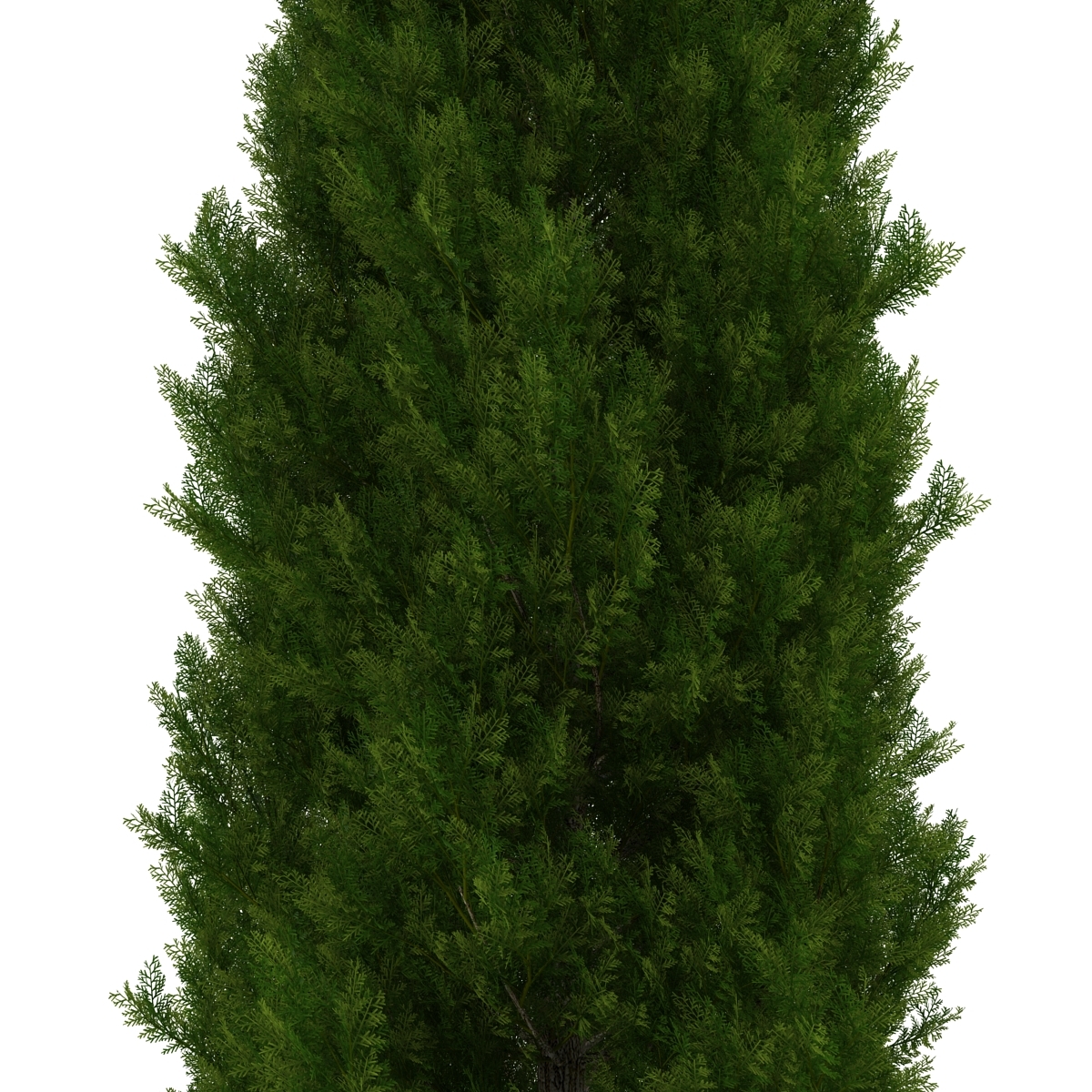 3d cypress tree