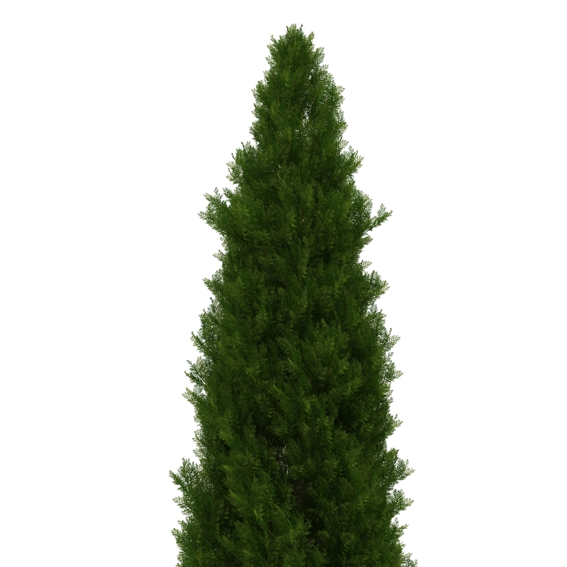 3d cypress tree