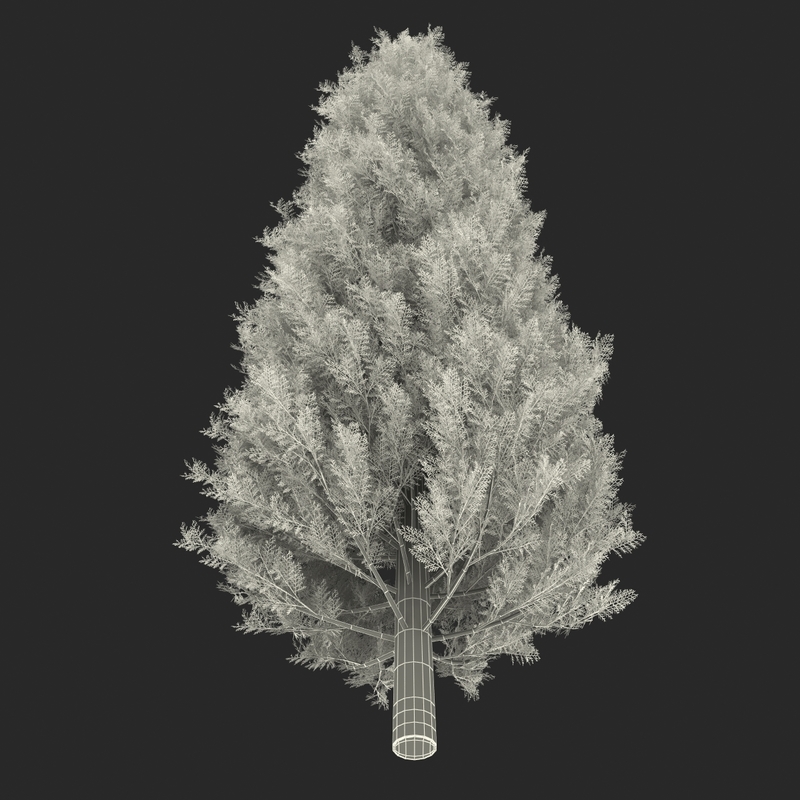 3d cypress tree
