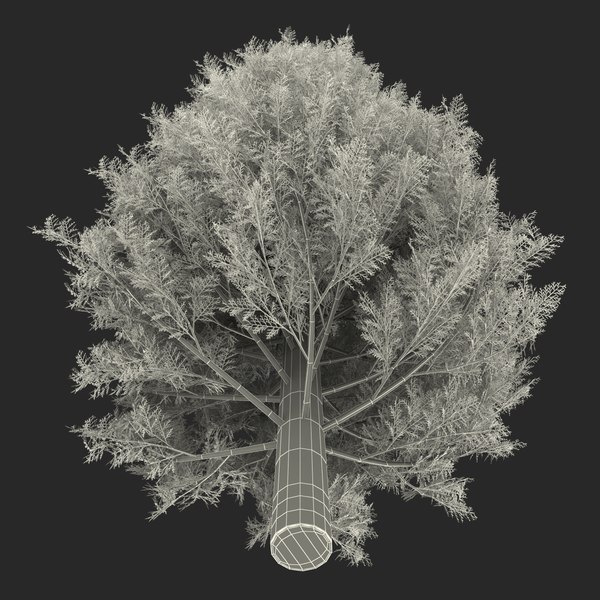 3d cypress tree