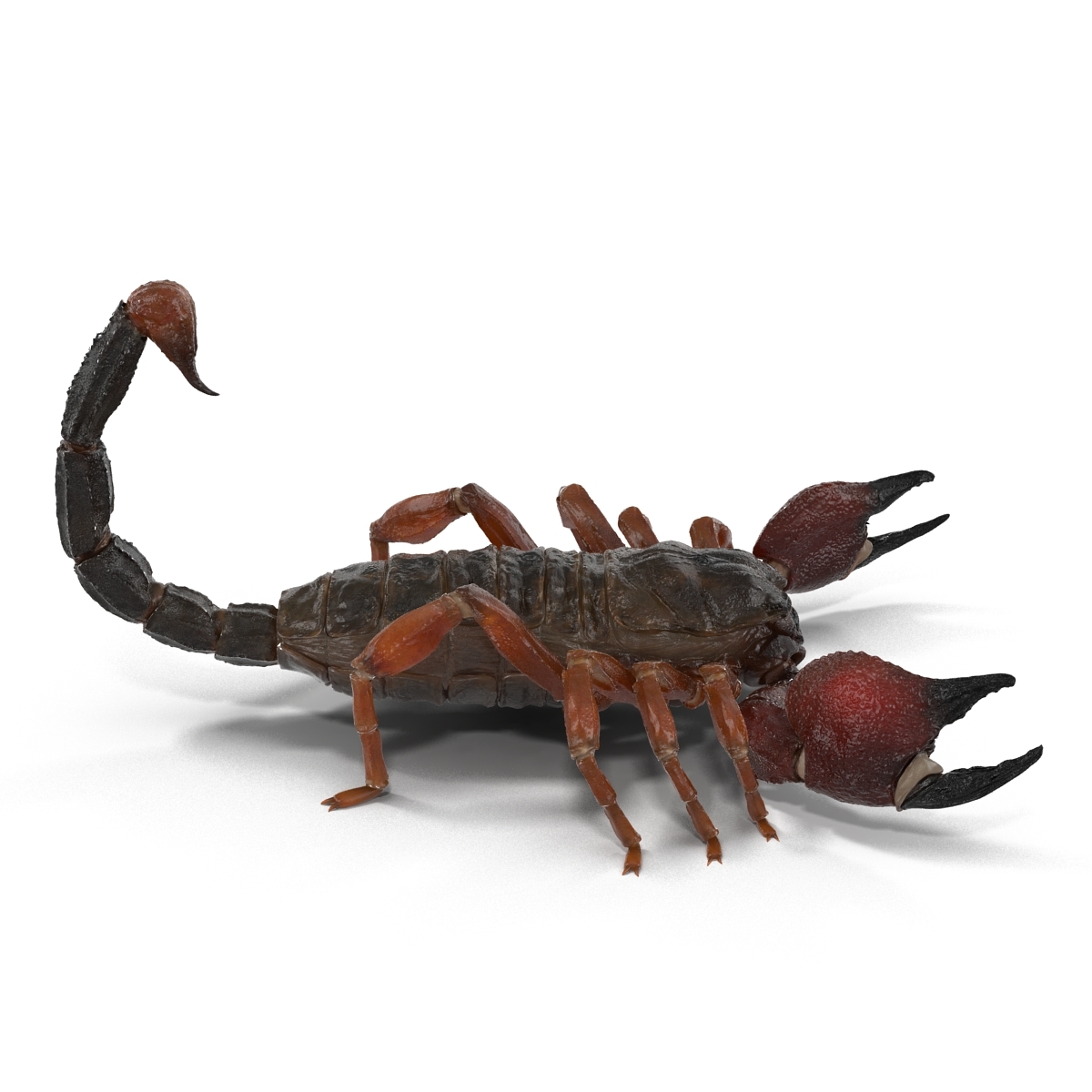 3ds scorpion