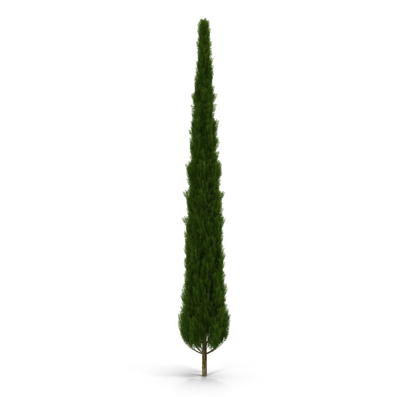 3d model cypress tree 3
