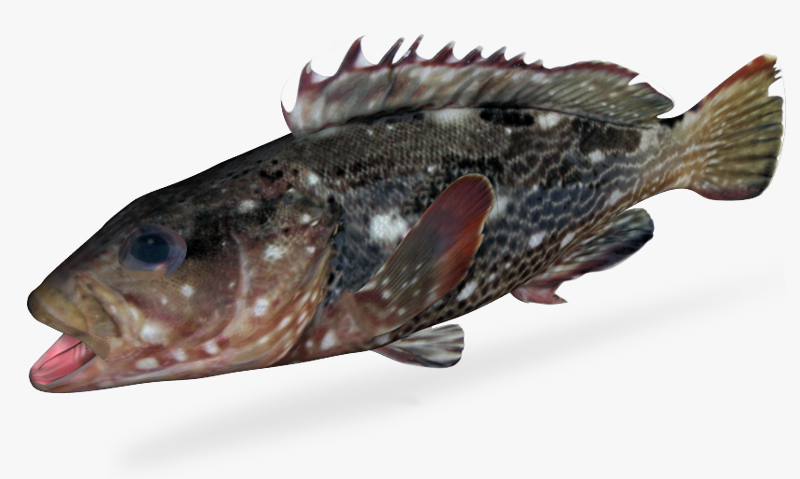 3d flag cabrilla juvenile