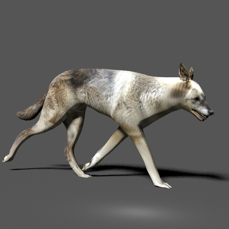 modèle 3D de Loup - TurboSquid 1012115