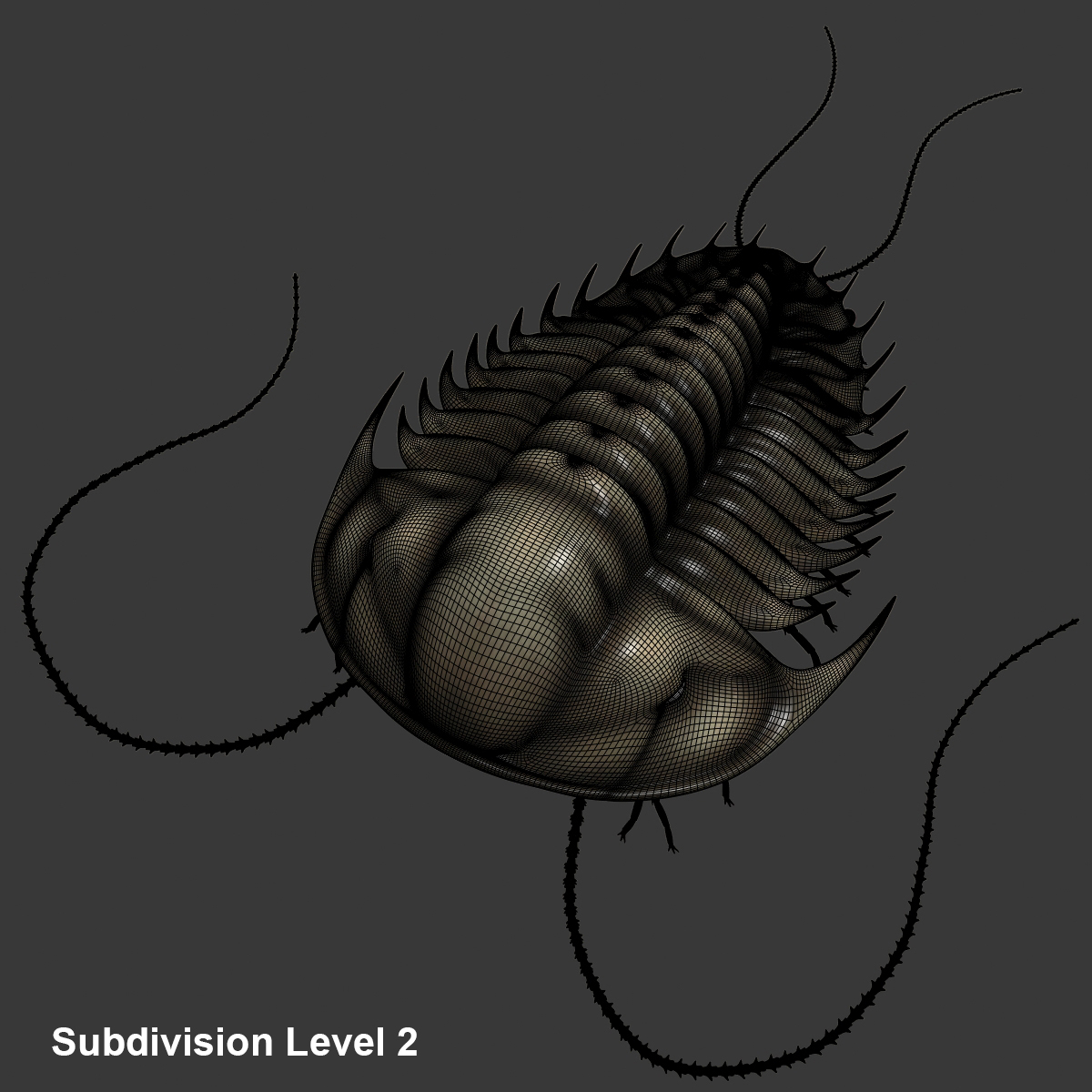 olenoides serratus trilobite max