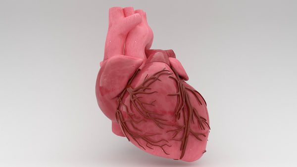 Human Heart 3D Models for Download | TurboSquid