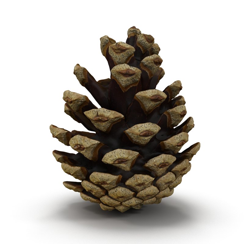 fir cone obj