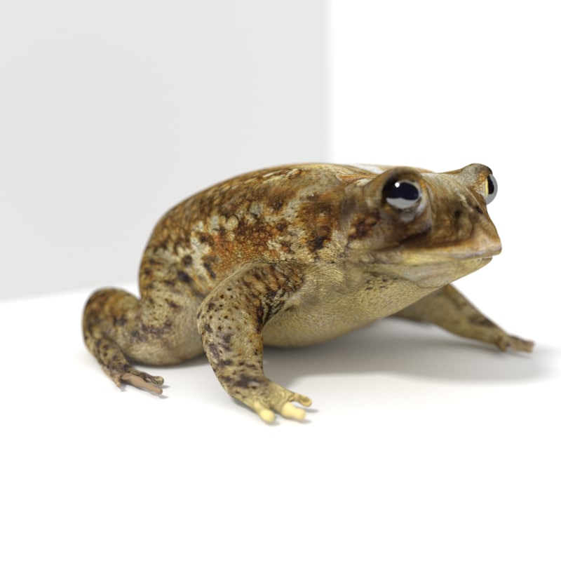 realistic toad 3d model