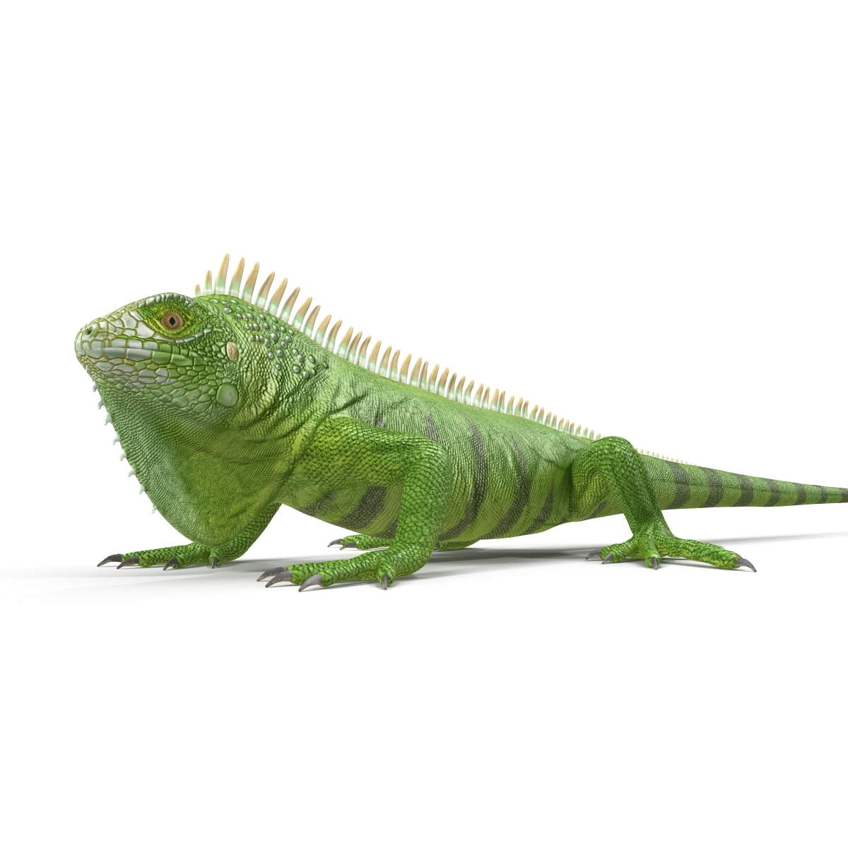 3d model of green iguana rigged