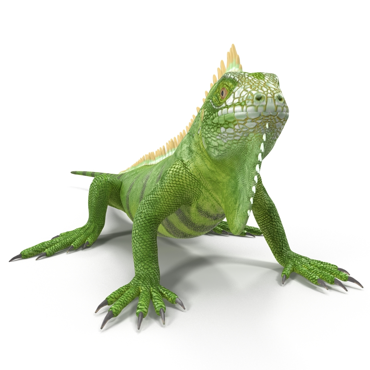 3d model of green iguana rigged