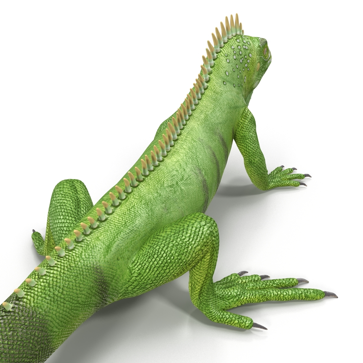 3d model of green iguana rigged