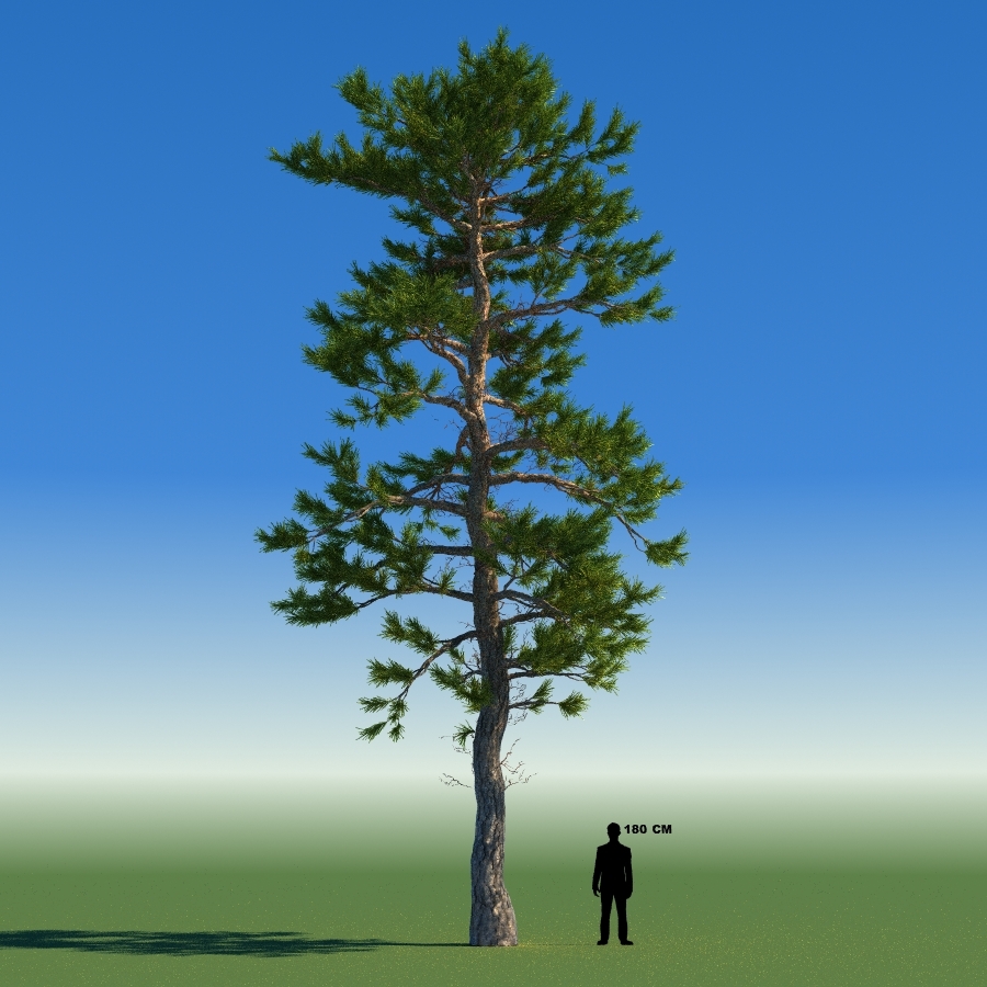 3d model tree japanese pine