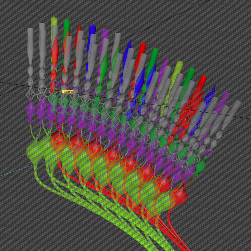retina eye 3d max