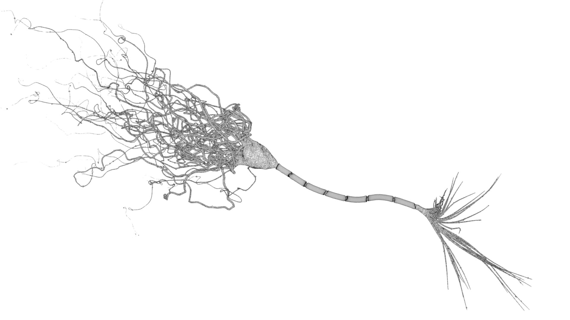 3d neuron myelin sheath model