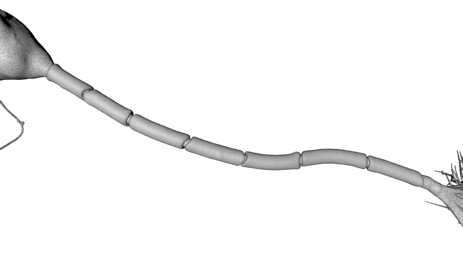 3d neuron myelin sheath model