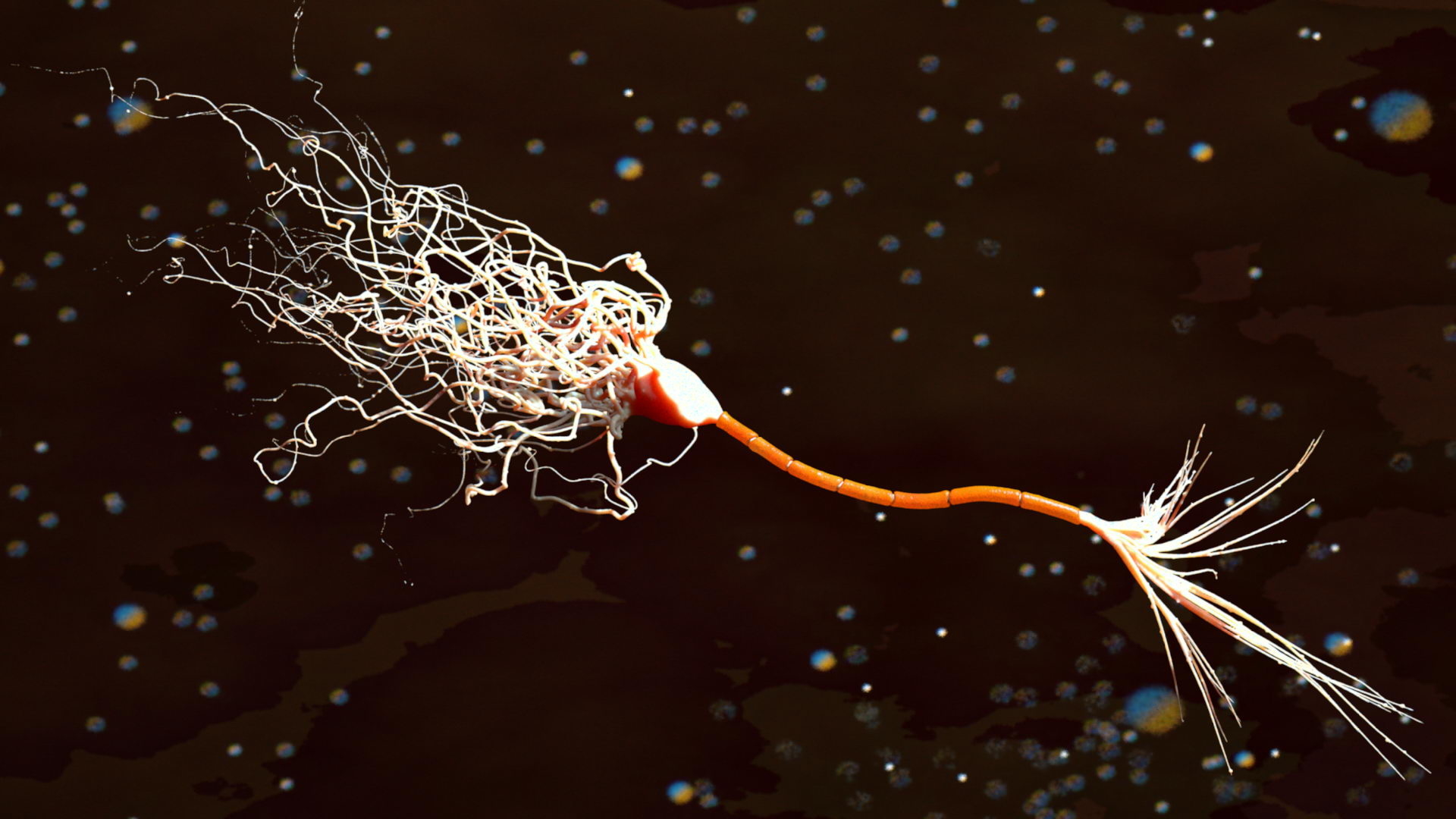 3d Neuron Myelin Sheath Model
