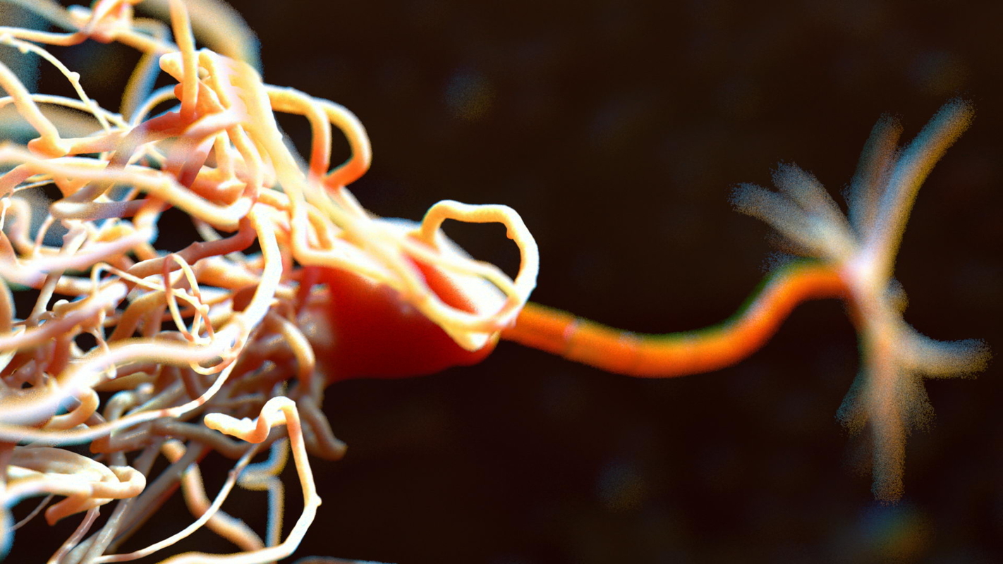 3d neuron myelin sheath model