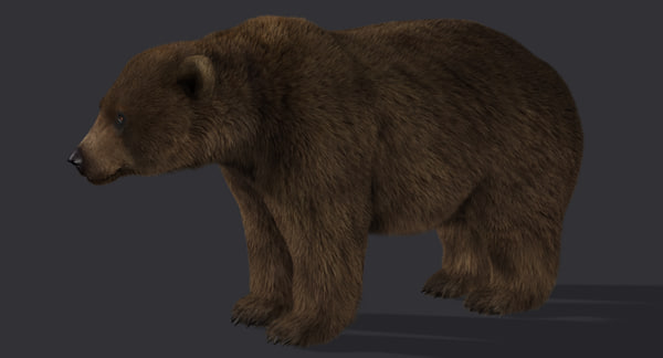 3d model of bear rigged 2 fur