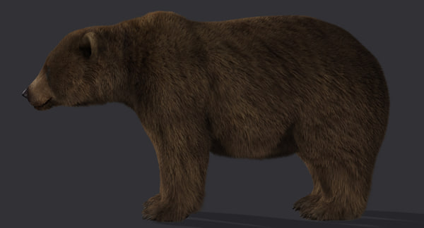3d model of bear rigged 2 fur