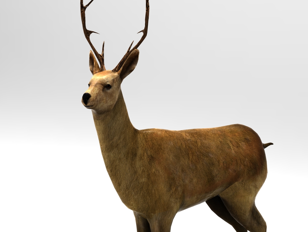 3d deer rigged model