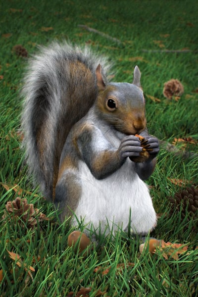 Squirrel 3D Models for Download | TurboSquid